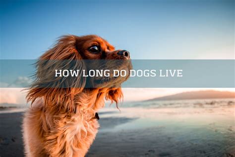 How Long Do Dogs Live As Pets At Ryan Richey Blog