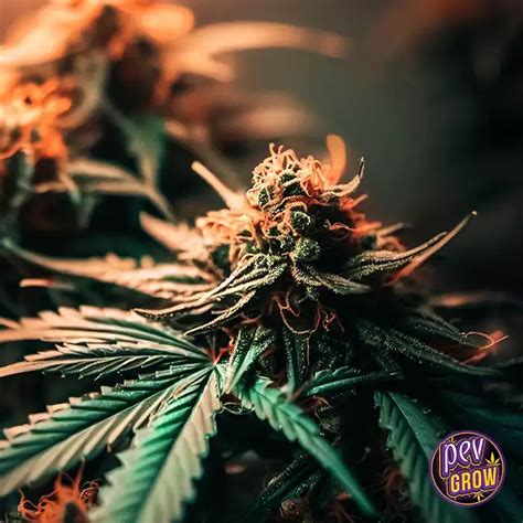 La Confidential Buy Cheap Feminized Seeds Pevgrow