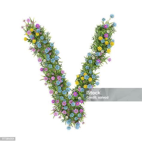 알파벳 V 꽃 알파벳 흰색 바탕에 그림자와 0명에 대한 스톡 사진 및 기타 이미지 0명 거베라데이지 계절 Istock