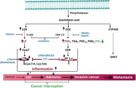 Targeting The Leukotriene Pathway For Colon Cancer Interception