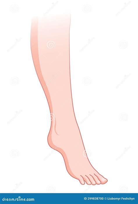 Normal Skin Without Varicose Veins Healthy Skin Vessel Vascular