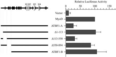 The N Terminal Region And Dna Binding Domain Of Atbf1 A Are Required To