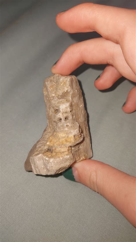 What Fossil Is This Found North West Of England R Fossilid