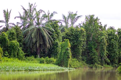 The Kinabatangan Wildlife Safari Cruise Life Of A Passion
