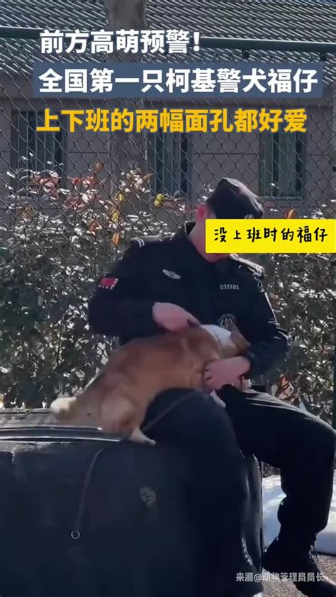 前方高萌预警！全国第一只柯基警犬福仔，上下班的两幅面孔都好爱