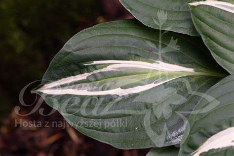 Sklep Hosta Bea - Funkia - Hosta 'Snake Eyes'