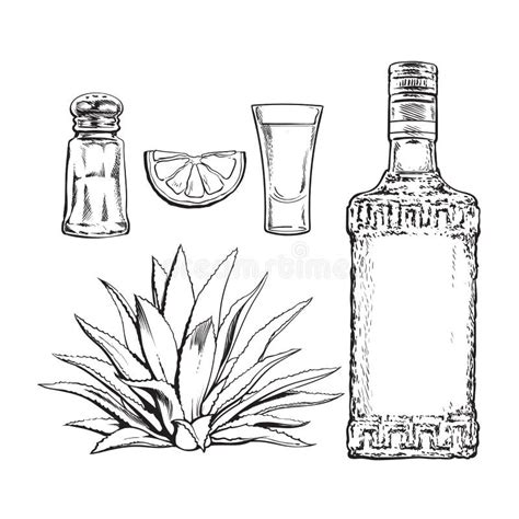 Bottiglia Di Tequila Vetro Sparato E Radice Dell Agave Illustrazione
