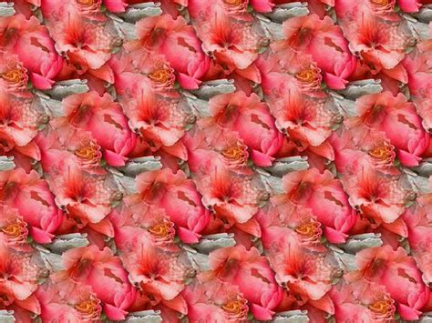 Fondo De Pétalos De Florescolores Y Texturas
