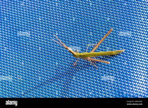 A Grasshopper Insects A Grasshopper Sits On A Blue Mesh Surface Stock