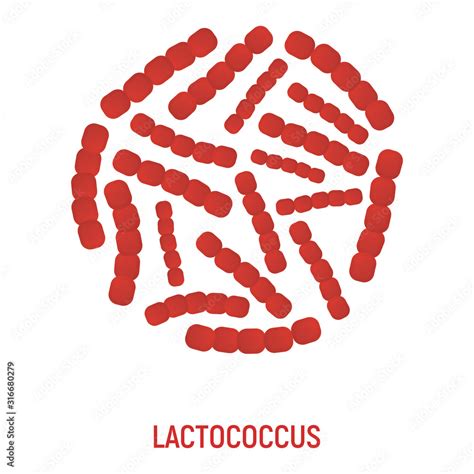 Lactococcus Icon Probiotic Concept Logo And Label Health Research