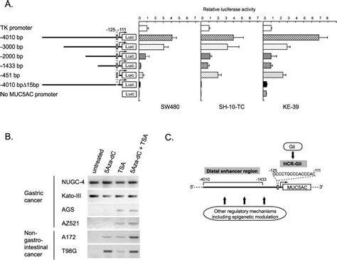 A Luciferase Reporter Analysis Of A Series Of Constructs Covering The