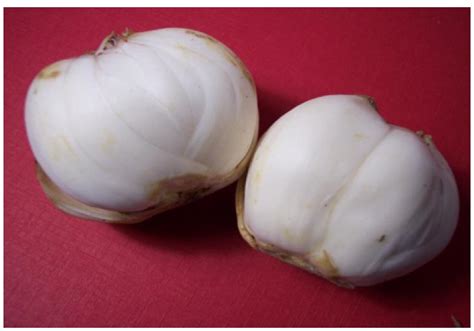 亚东百合 名特食品图谱 图片