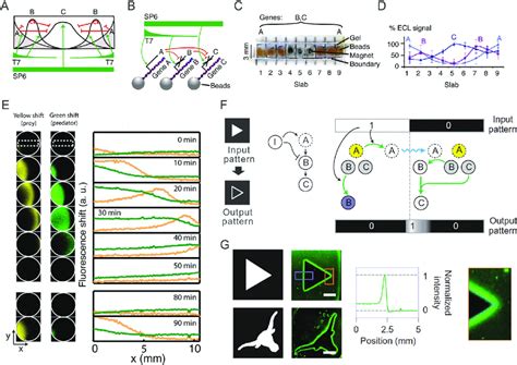 Spatial Patterns In Biochemical Reaction Networks Involving Nucleic
