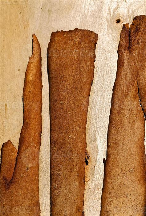 Natural Tree Wood Bark Trunk Stock Photo At Vecteezy