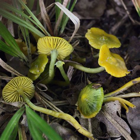 Gbif The Global Biodiversity Information Facility On Linkedin