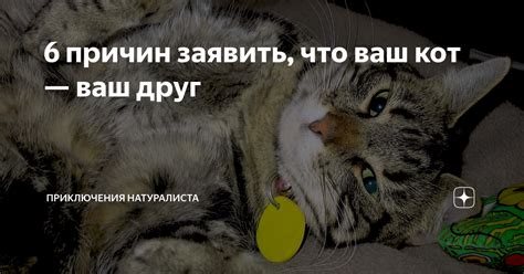 6 причин заявить, что ваш кот — ваш друг | Приключения натуралиста | Дзен
