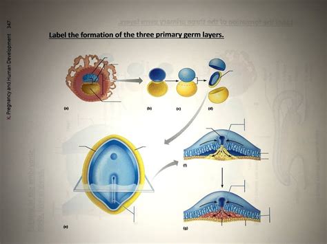 Formation Of The Three Primary Germ Layers Diagram Quizlet
