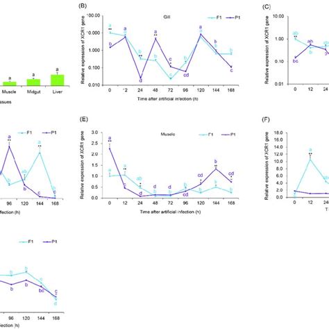 Molecular Structure And Evolutionary Relationship Of Grass Carp Xcr1 Download Scientific