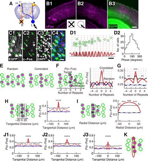 Correlation Analysis Of C Fos Expression A Schematic Representation