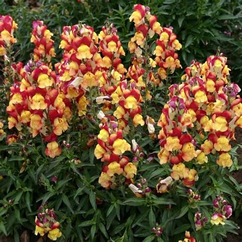 Do Snapdragons Need Full Sun Conserve Energy Future