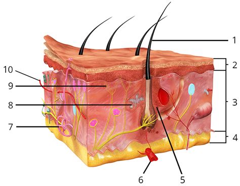 Cilvēka ādas Uzbūve — Uzdevums Bioloģija Skola2030 7 Klase