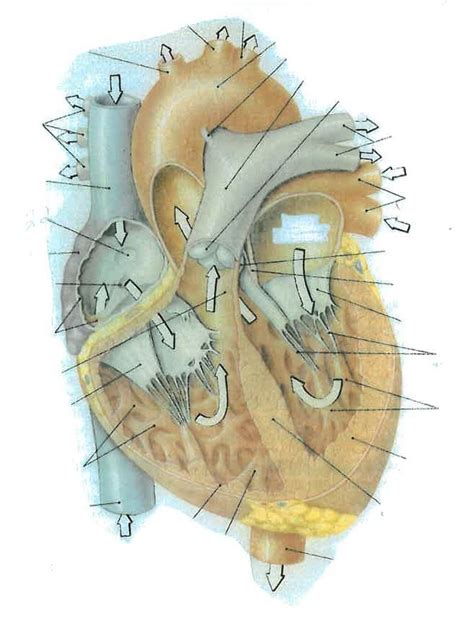 Heart Deep Superficial Anterior Diagram Quizlet