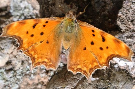 Polygonia Egea Southern Comma Butterflies Nymphalidae Includes