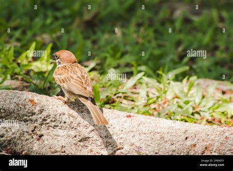 The Eurasian Tree Sparrow Is A Common Bird In The Forest Stock Photo Alamy