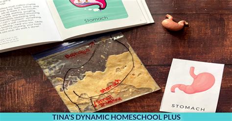 Basic Steps In The Digestive System And A Fun Digestive System Craft