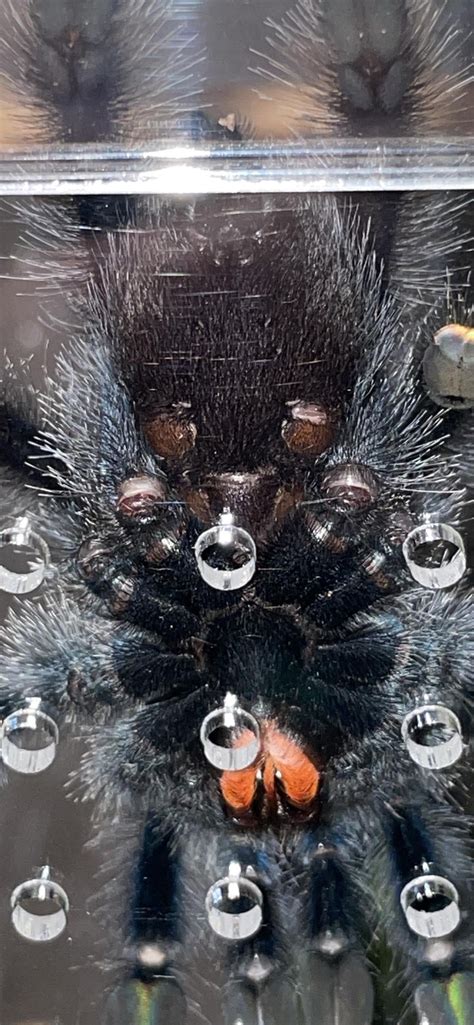 Trying To Sex My A Avic R Tarantulas