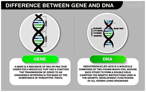 Gene Dna