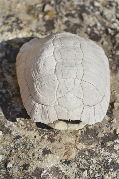 Mediterranean Tortoise Shell Stock Image Image Of Bone Faded 340635631