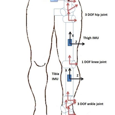 7 Dof Kinematic Model Of The Left Leg Including The 3 Dof Ankle Joint Download Scientific