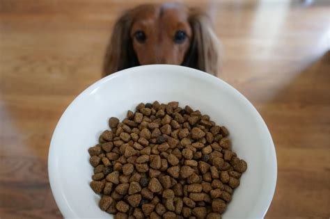 How To Store Kibble Storables