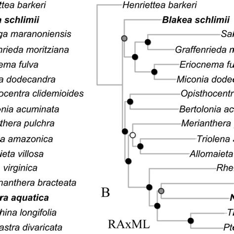 The Species Tree Inferred With Astral A And The Maximum Likelihood