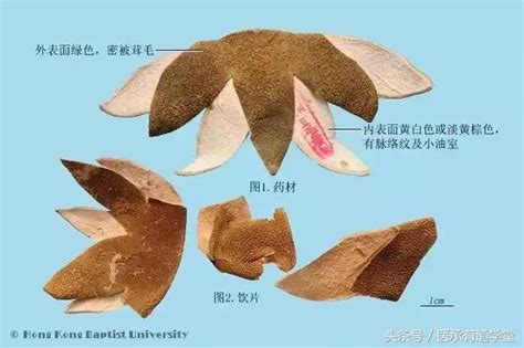 每天最少學一味中藥薤白第 377天 每日頭條