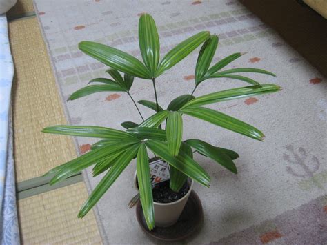 観音竹観察日記
