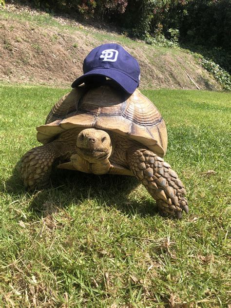 Series Sweep Tortoise 2 Rpadres