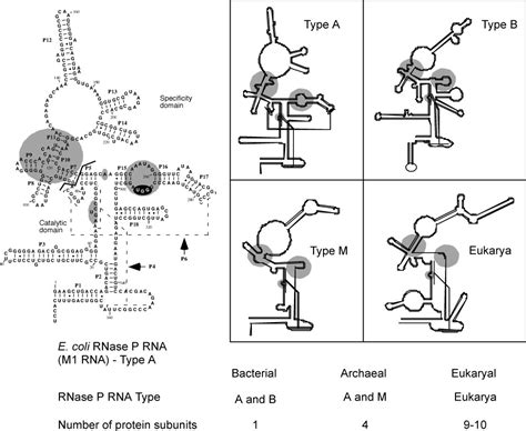 Rnase P Rna‐mediated Cleavage Kirsebom 2009 Iubmb Life Wiley Online Library