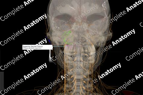 Superior Dental Plexus Right Complete Anatomy