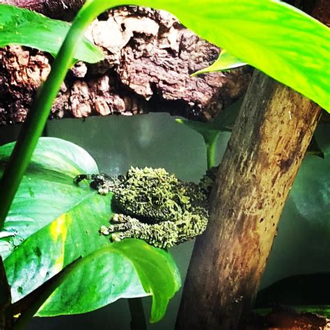 My Theloderma Corticale 🌿🐸 Rfrogs