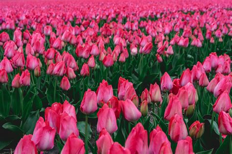 Foto Stok Gratis Tentang Agrikultura Alam Angin April Belanda