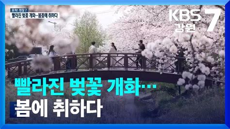 포착 현장7 빨라진 벚꽃 개화봄에 취하다 Kbs 20230403 Youtube