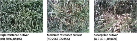 Full Article Estimation Of Yellow Rust Severity In Wheat Using Visible And Thermal Imaging