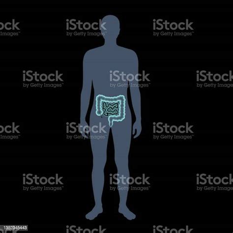 Anatomie De Lintestin Humain Vecteurs Libres De Droits Et Plus Dimages