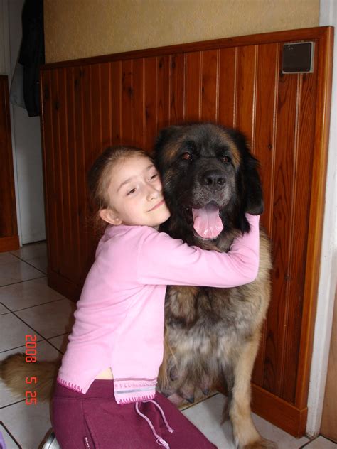 Le Leonberg Un Vrai Chien De Famille