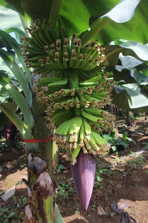 Dwarf Cavendish Banana Trees For Sale
