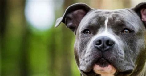 Politie Haalt Bijtende Honden Weg Bij Baasje Utrecht Adnl