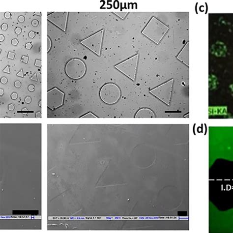 a Bright field micrographs showing 50 μm and 250 μm sized patterns
