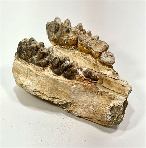 Shovel Tusked Mastodon Platybelodon The Natural Canvas